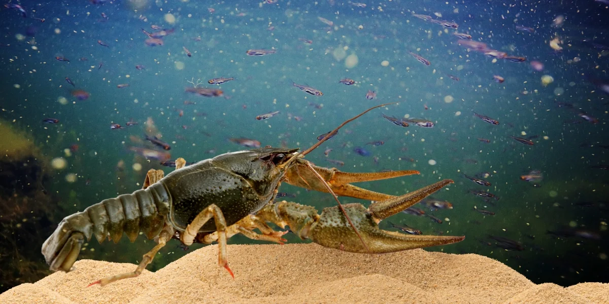 Crayfish Underwater