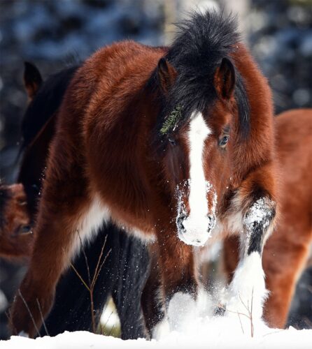 Sundre: Where “The Wildies” Are… and How They Got Here | TheRockies.Life