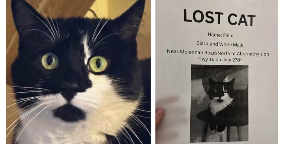 Jasper Family Reunites with Cat Missing for 100 Days