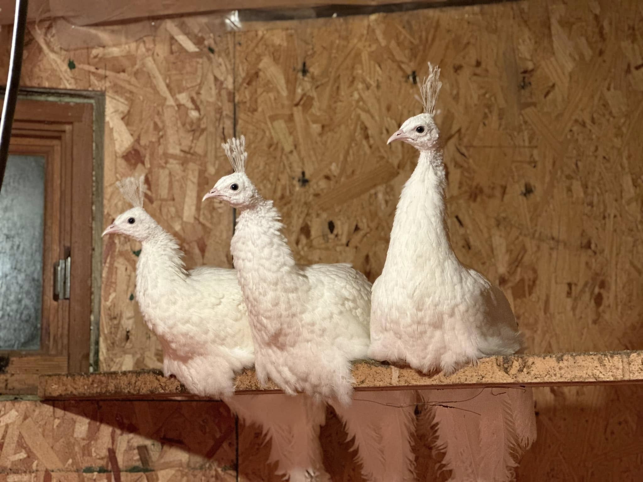Not Your Average Prairie Bird Sighted in Southern Alberta